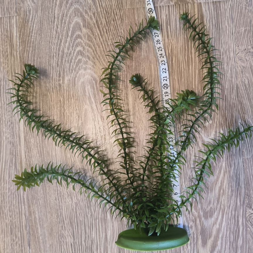 Аквариумное растение