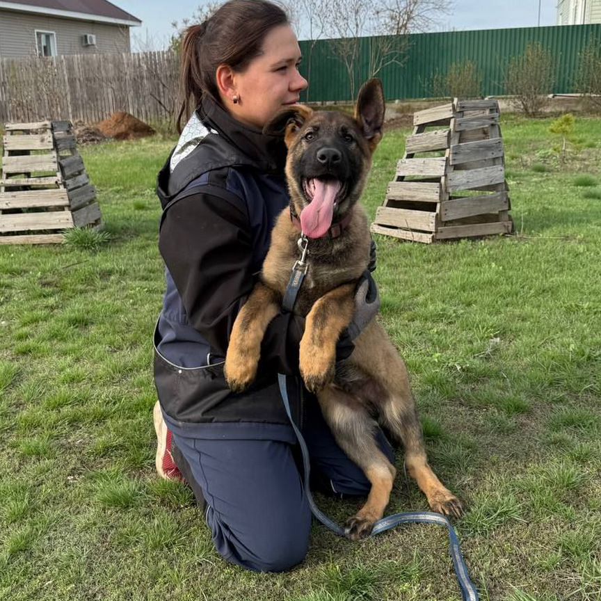 Немецкая овчарка, щенок