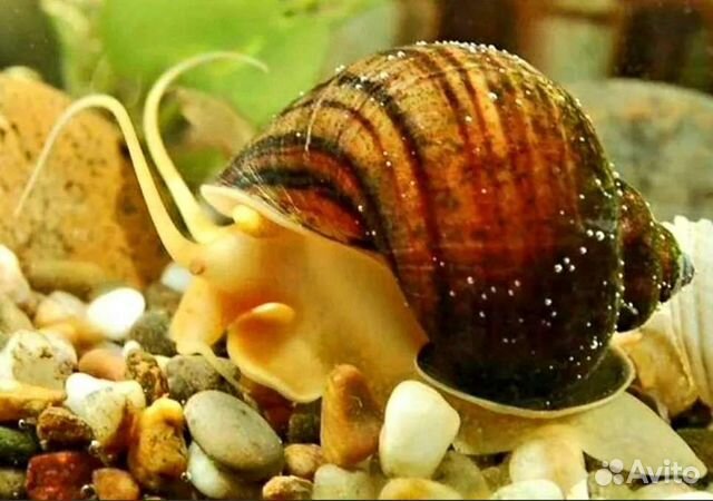 Улитка Ампулярия детки бесплатно