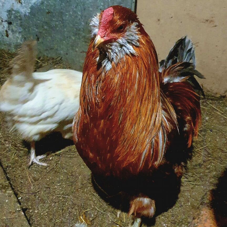 Петух Амераукана красный голубой ген