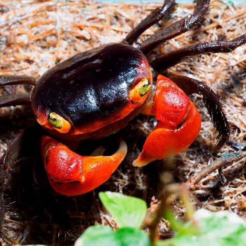 Краб красное яблоко - Metasesarma aubryi