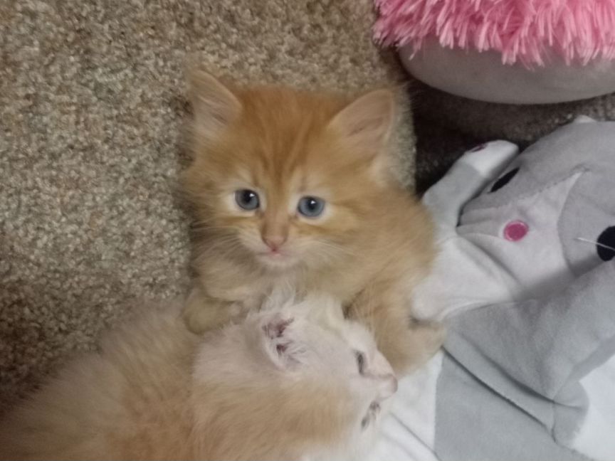 Отдам котят в хорошие руки