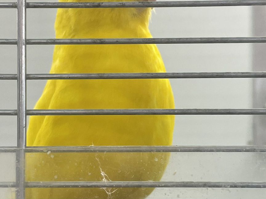 Попугай Какарики в добрые руки