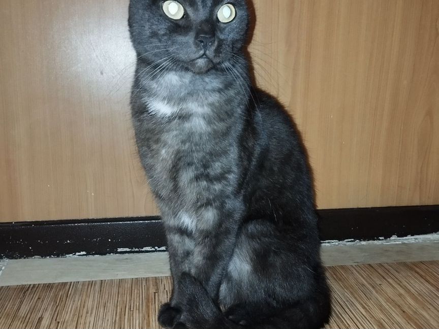 Шотландская прямоухая кошка