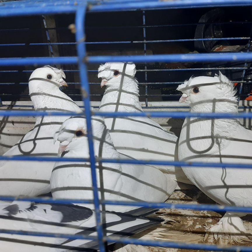 Продам голубей узбеки белые
