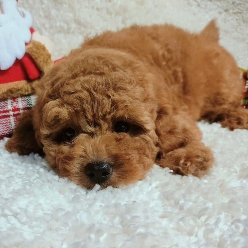 Продаются мальчики