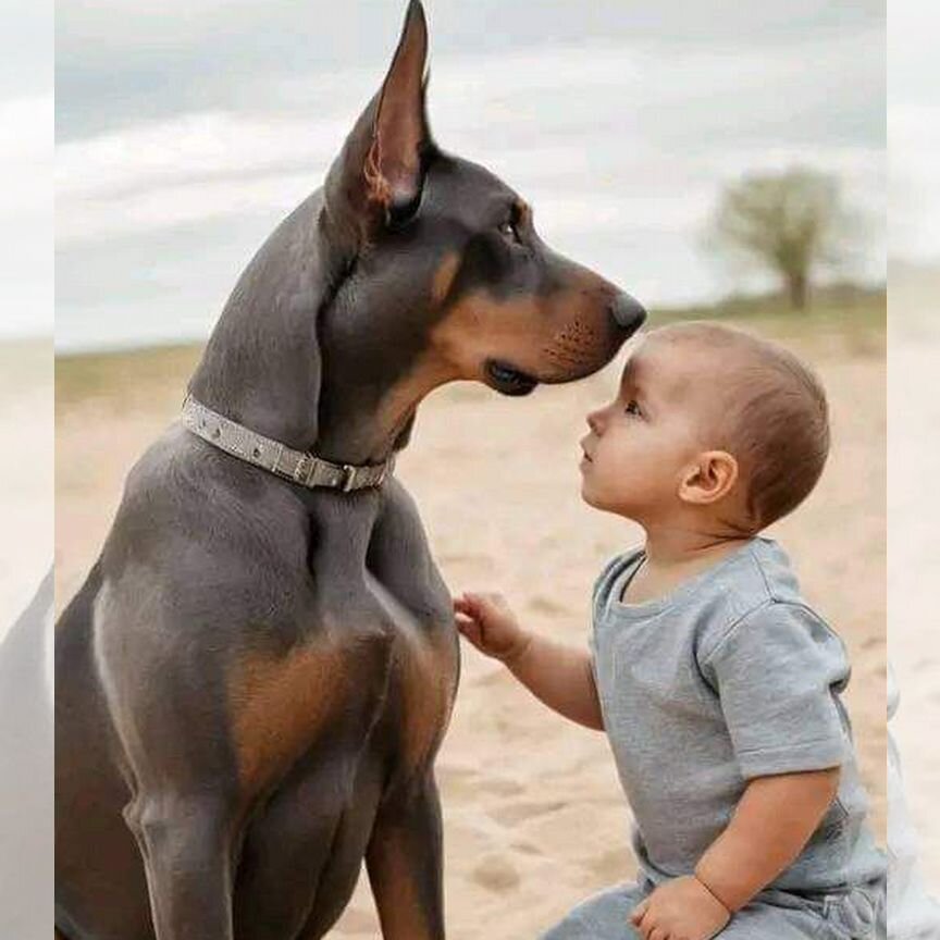 Щенки добермана