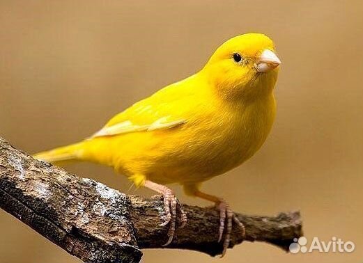 Кенар желтый