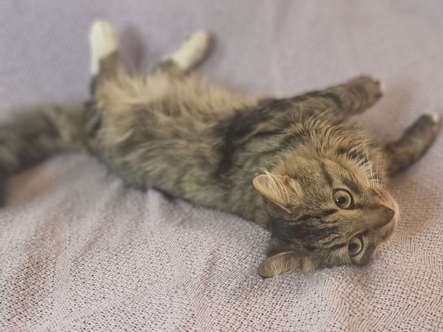 Сибирский кот