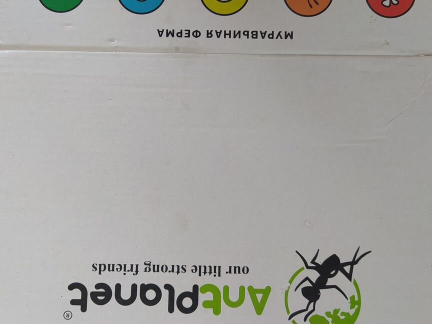 Муравьиная ферма с мыравьями