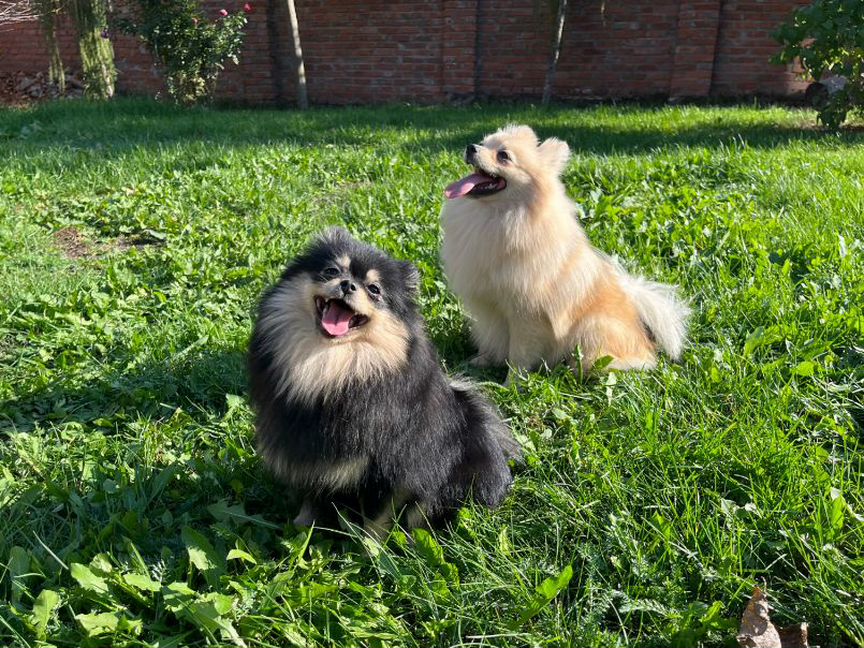 Померанский шпиц