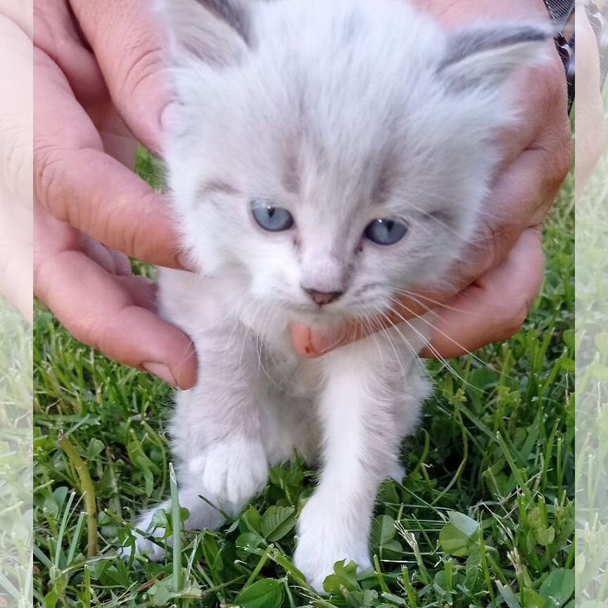 Котята в добрые руки бесплатно