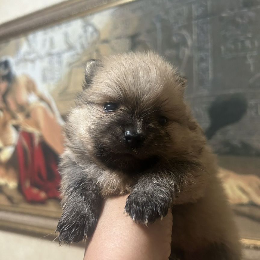 Мимишка