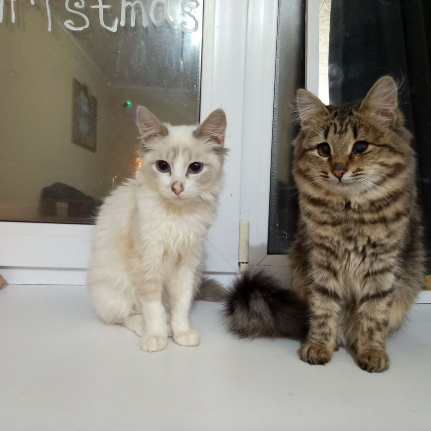 2 комочка счатья