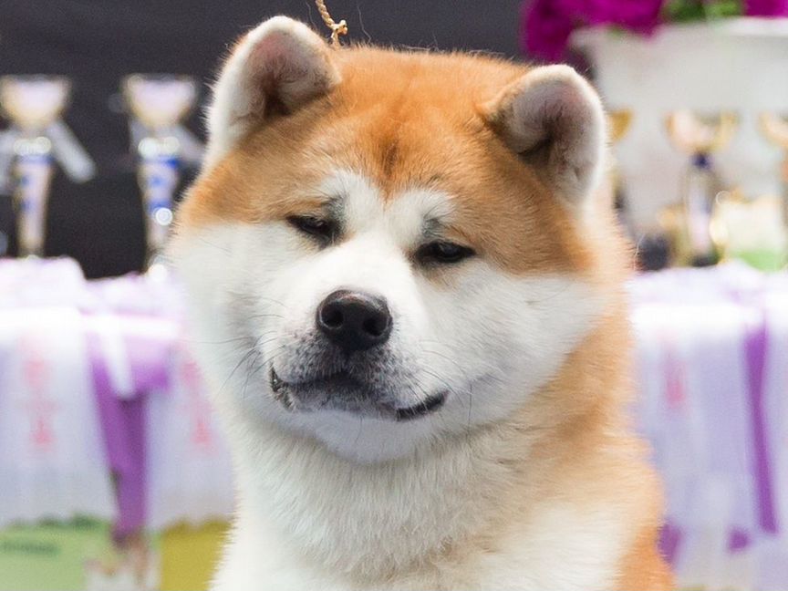 Акита вязка