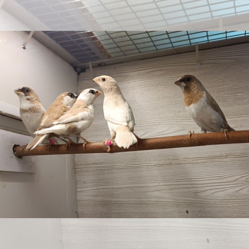 Японская амадина