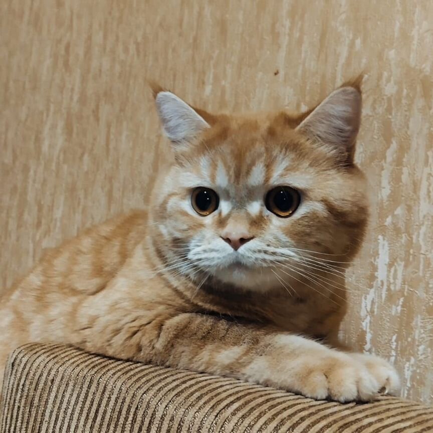 Кот Тоша в дар