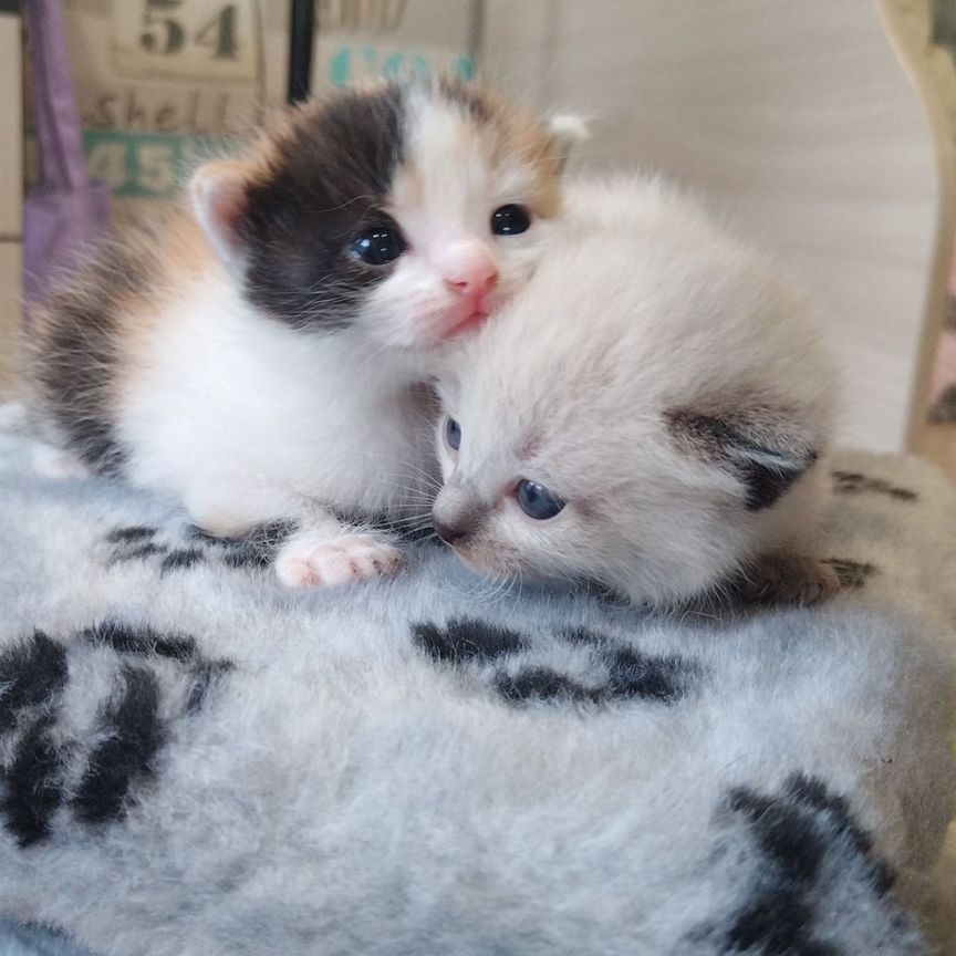 Отдам котят