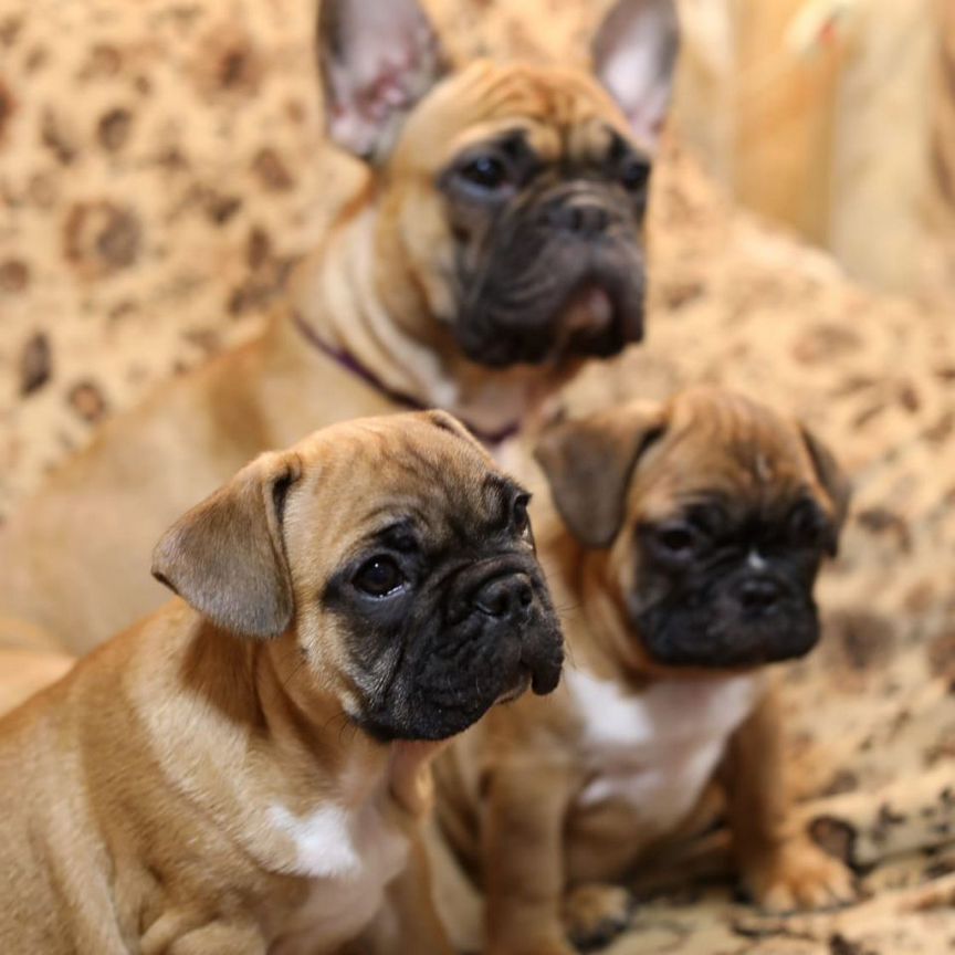 Мальчики французы