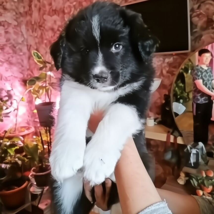 Бордер-колли, щенок