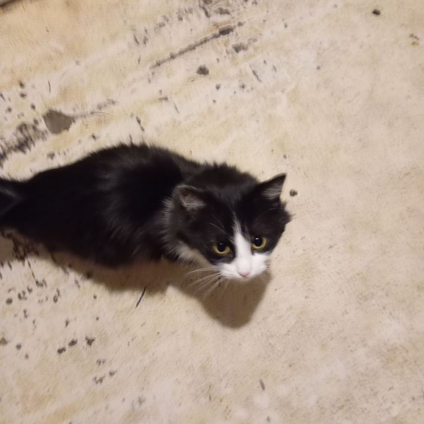 Отдам бесплатно