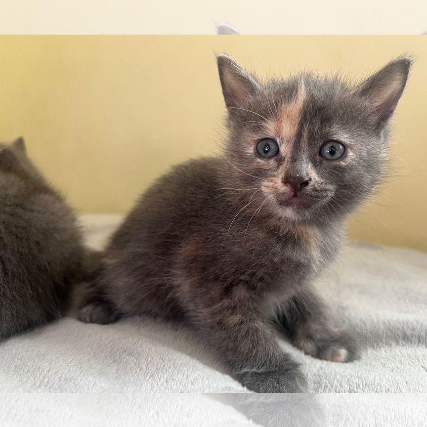 Русский голубой котёнок