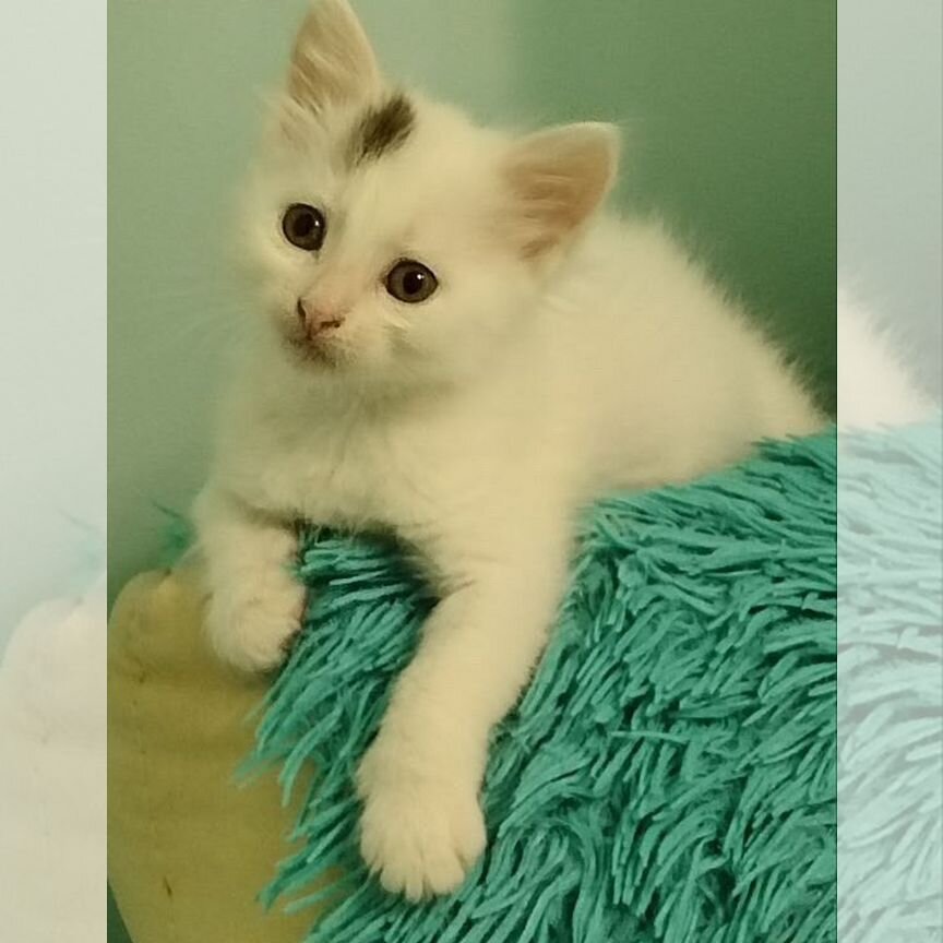 Отдаем котят в добрые руки