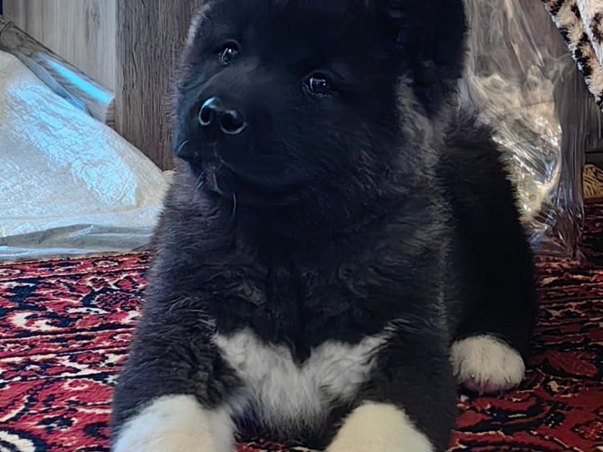 Американская акита щенок мальчик