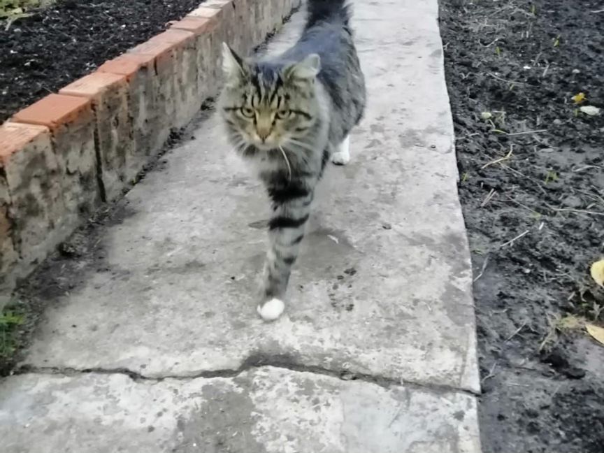 Кот "Цезарь"