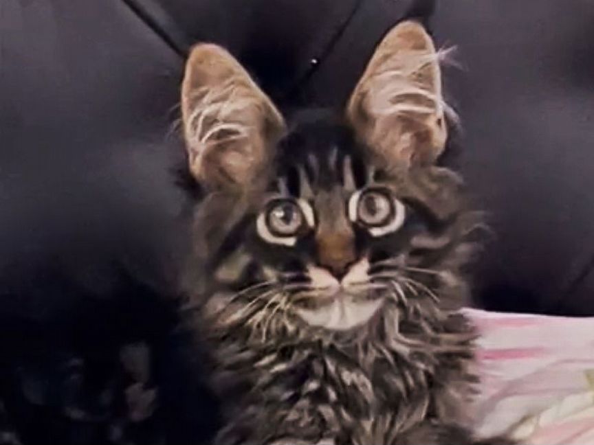 Мейн-кун котенок от Интер Чемпиона