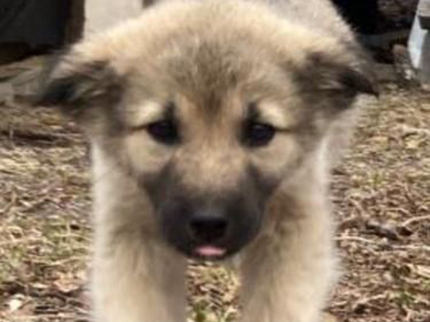 Добрая малышка-щенок Найда