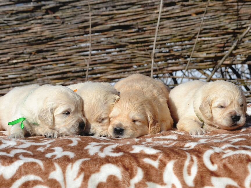 Рыжие щенки ретривера