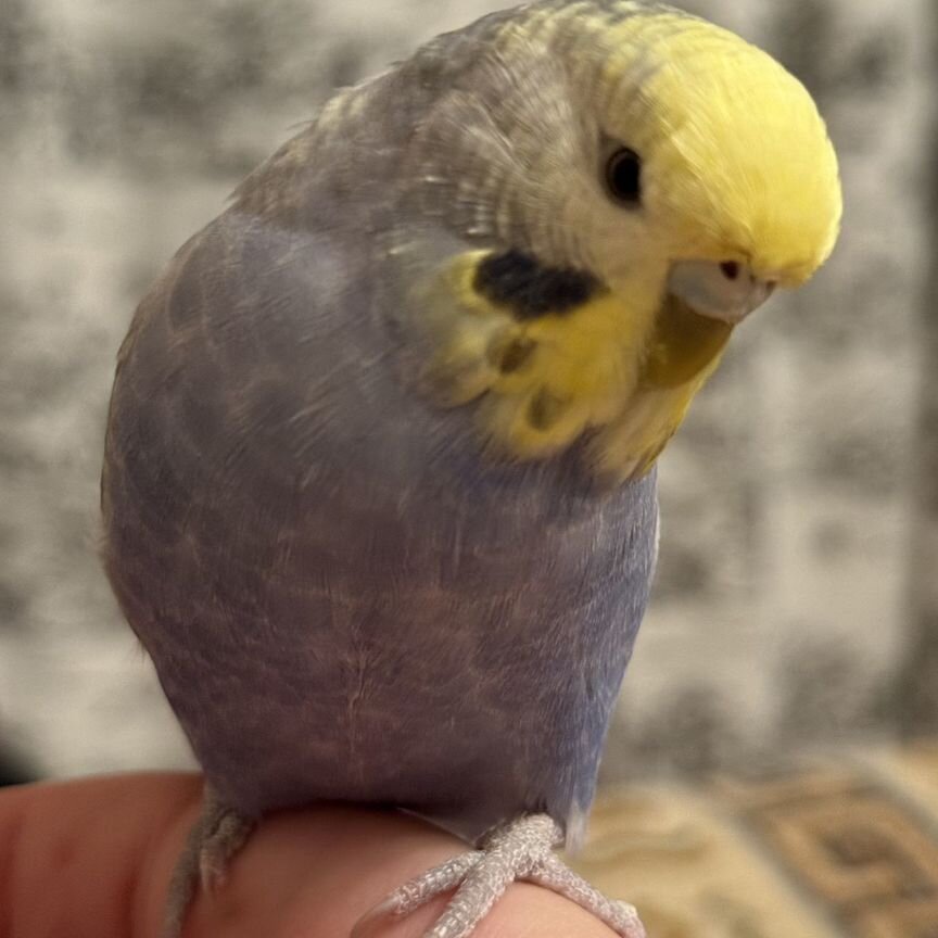 Волнистый попугай самка полу чех