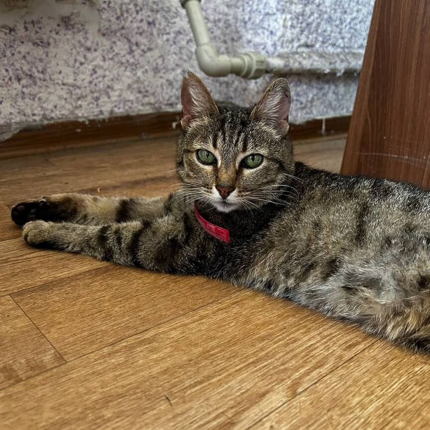 Кошечка