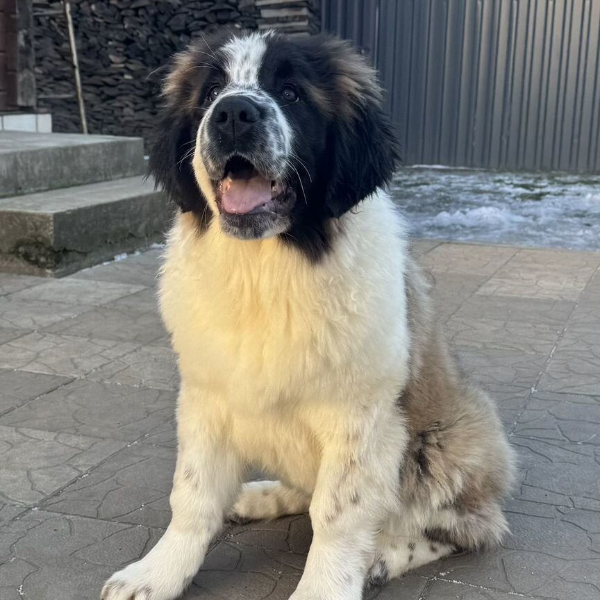 Щенки московской сторожевой