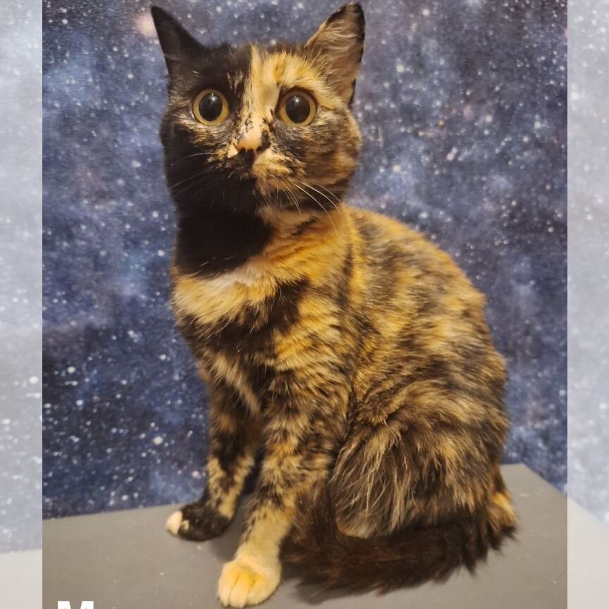 Взрослая кошка в добрые руки