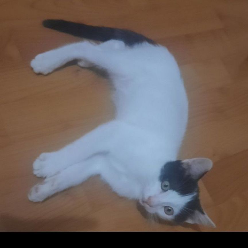 Отдам котенка. Мальчик. Добрый, игривый