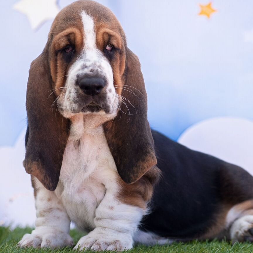 Бассет хаунд трёхцветный мальчик