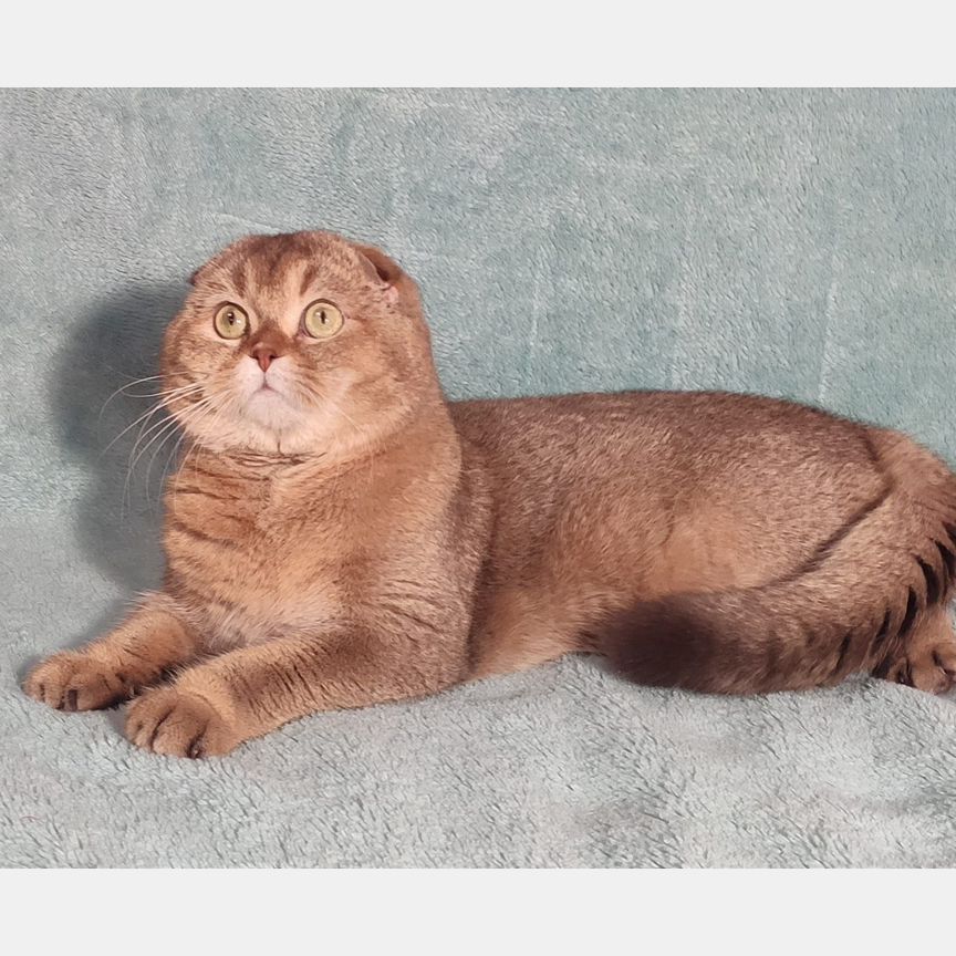 Шотландский кот вязка