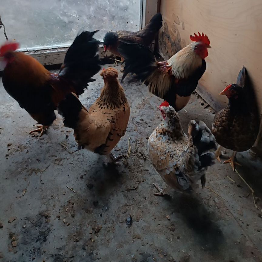 Инкубационное яйцо бентамки