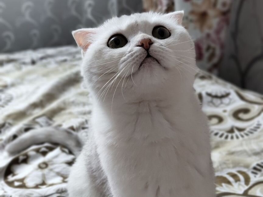 Отдам шотландскую кошку