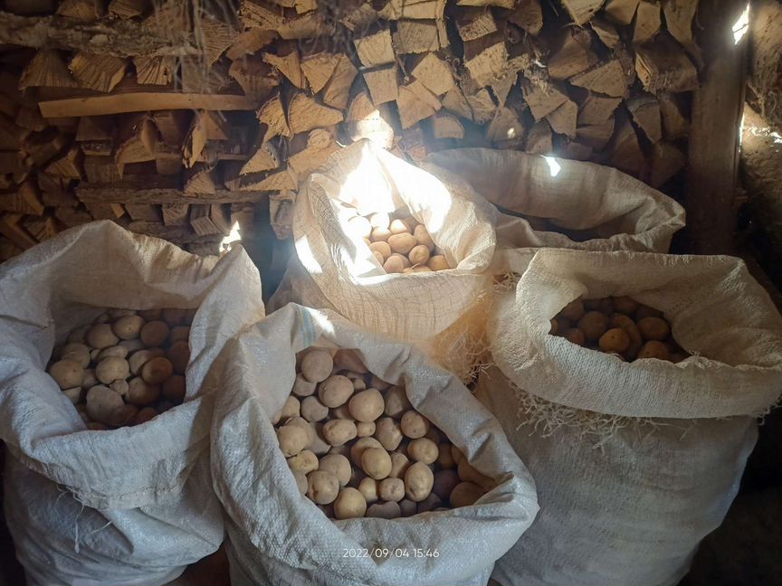 Картофель мелкий на корм животным