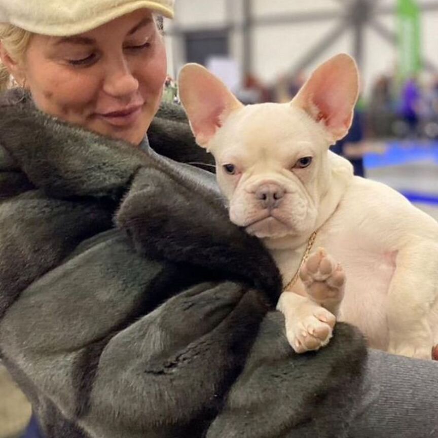 Французский бульдог