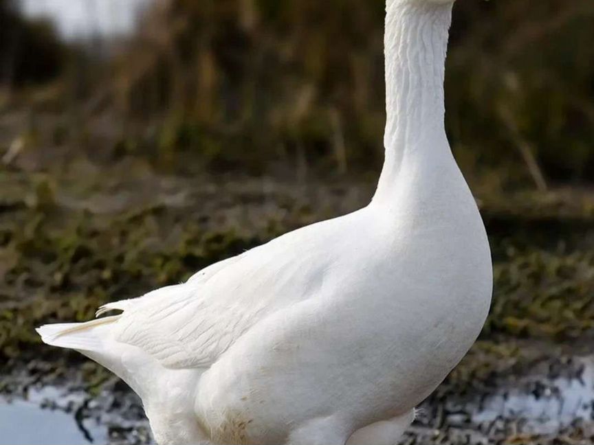 Семья гусей