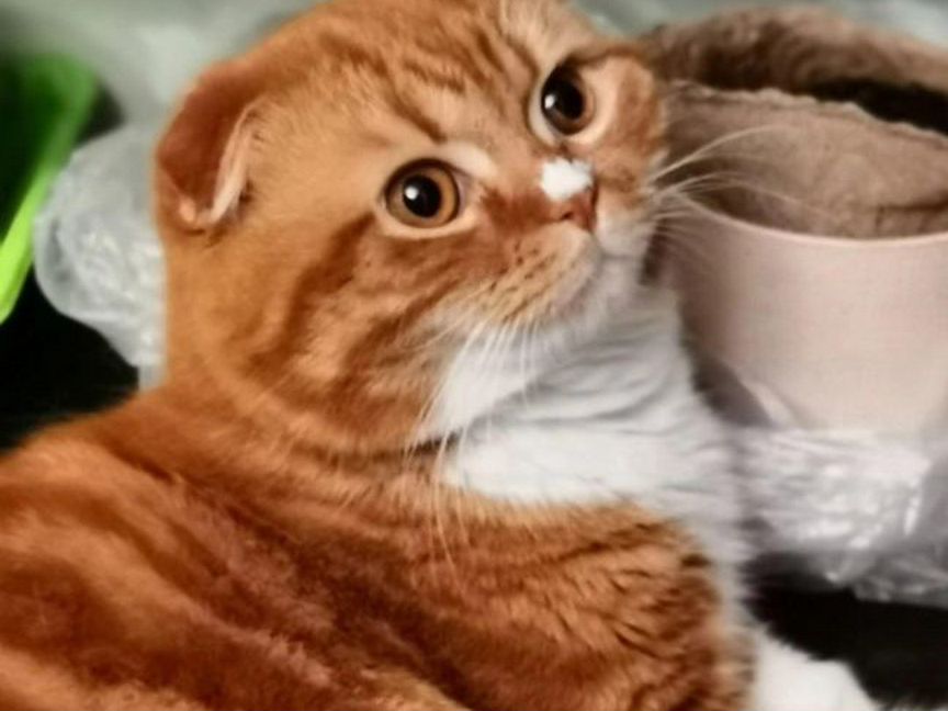 Котик Леонард