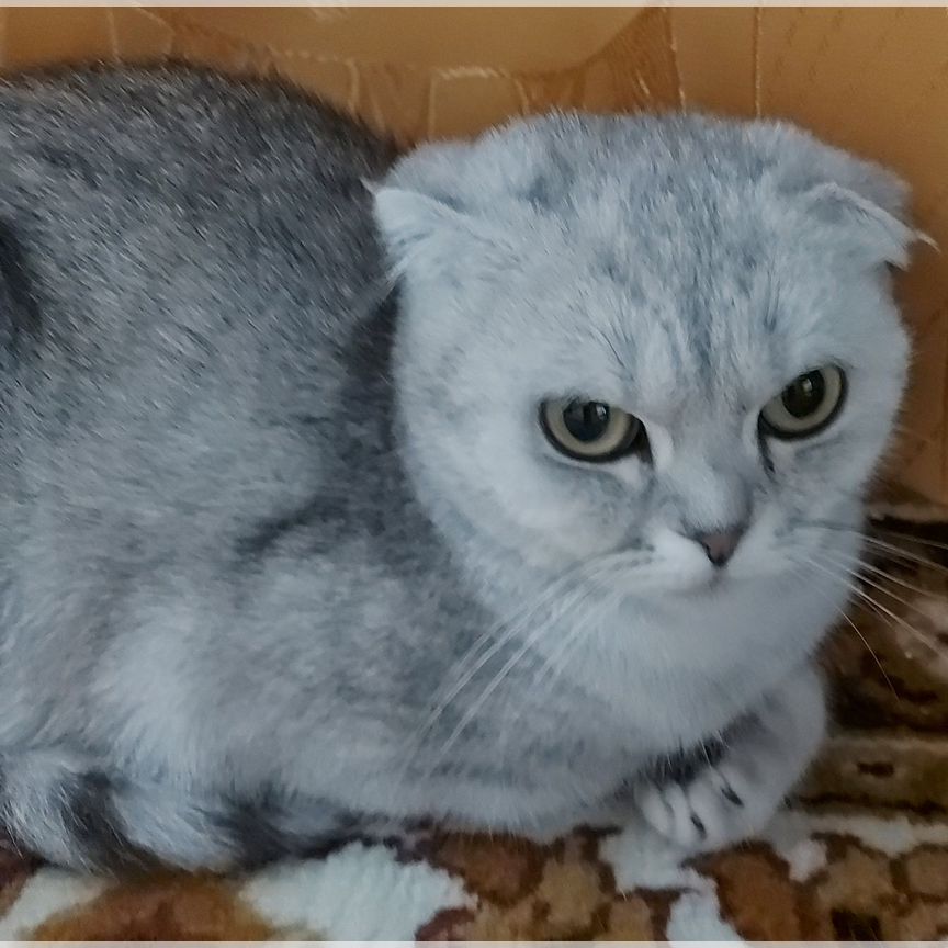 Шотландская вислоухая серебристая шиншилла