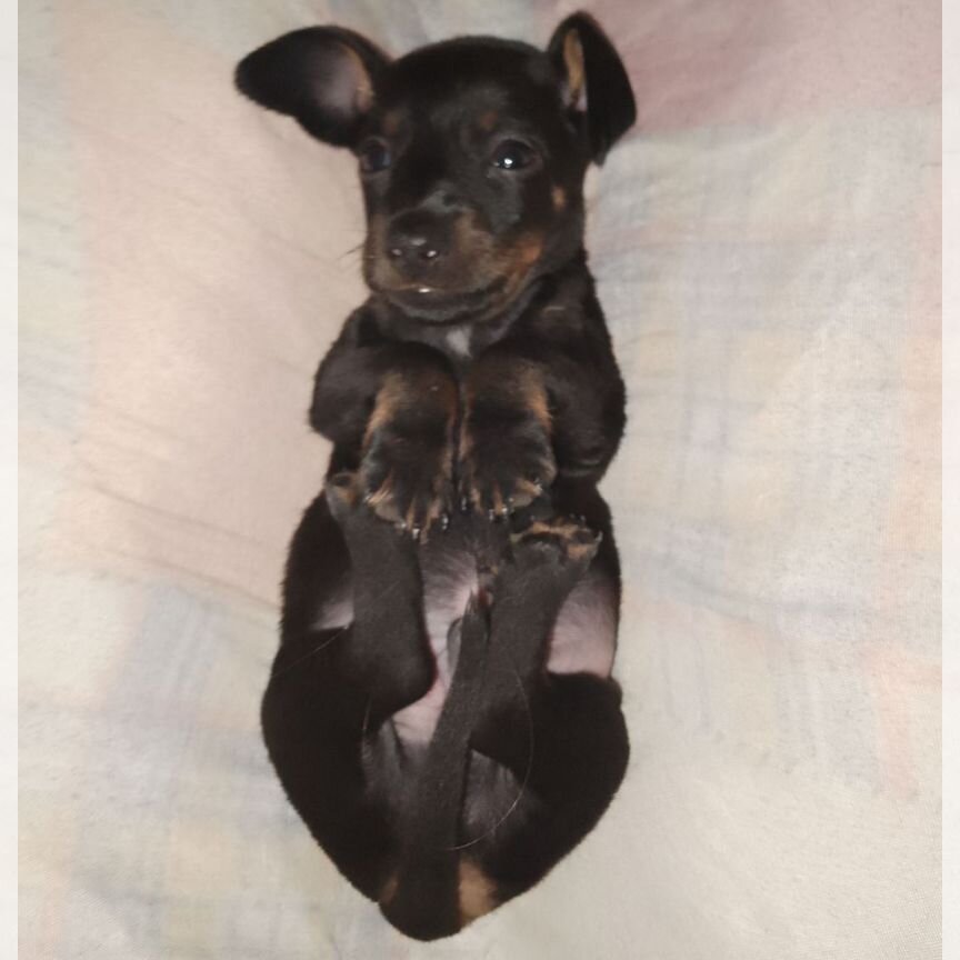 Такса, щенок