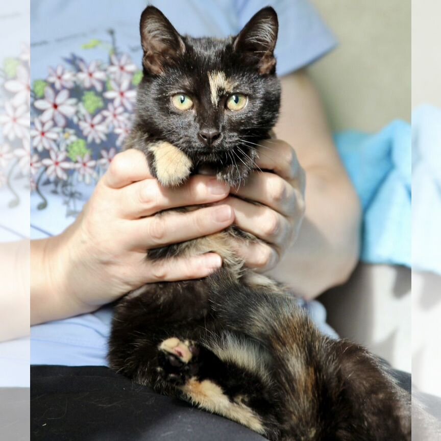 Котенок Конфетка ищет дом