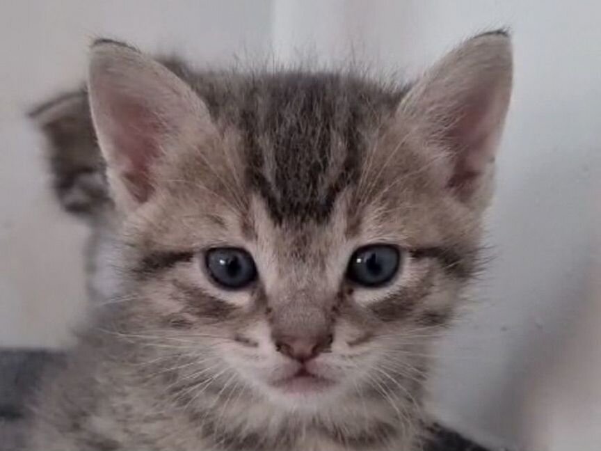 Тигриные котятки в добрый дом