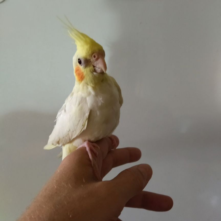 Попугай корелла птенец